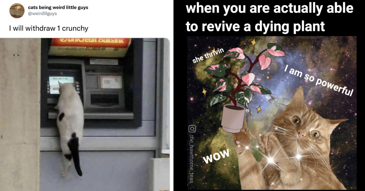 Pawsitively Purring Collection of Caturday Memes to Curl Up and Enjoy ...