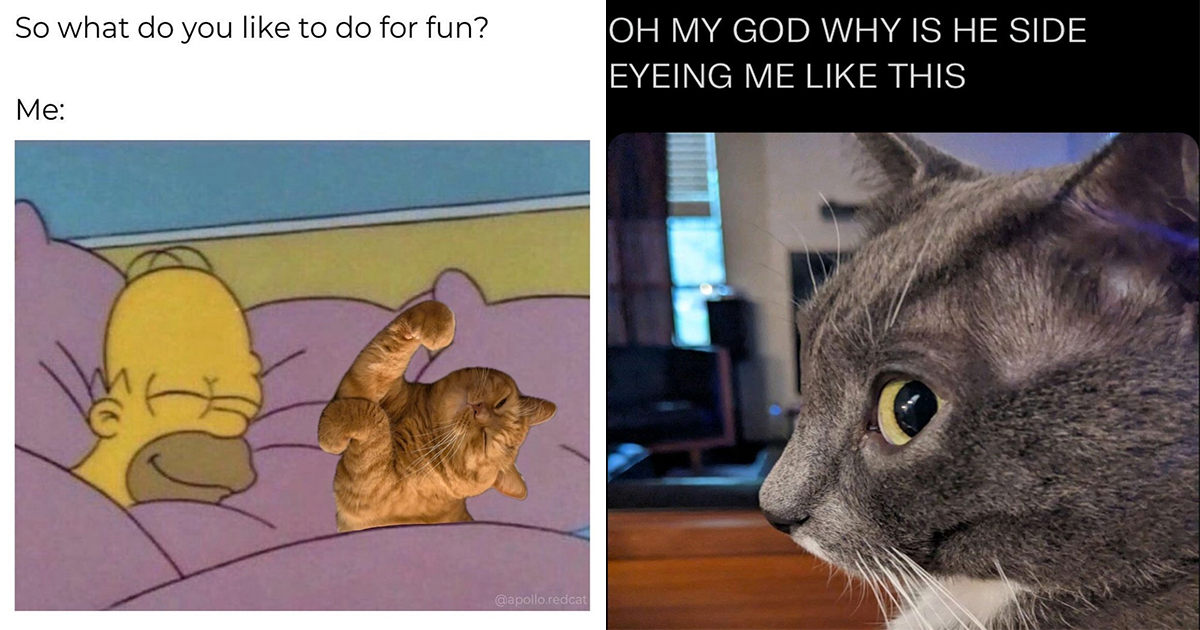 20 Giggle-Worthy Cat Memes for a Warm and Cozy Fall Sunday - I Can Has ...