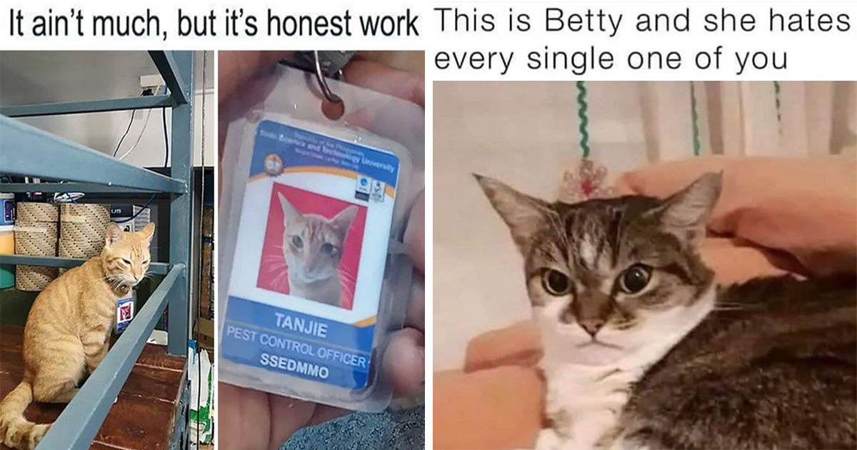 20 Funny Feline Memes for Exhausted Workers Who Want to Call in Sick, Hide under a Blanket, and ...