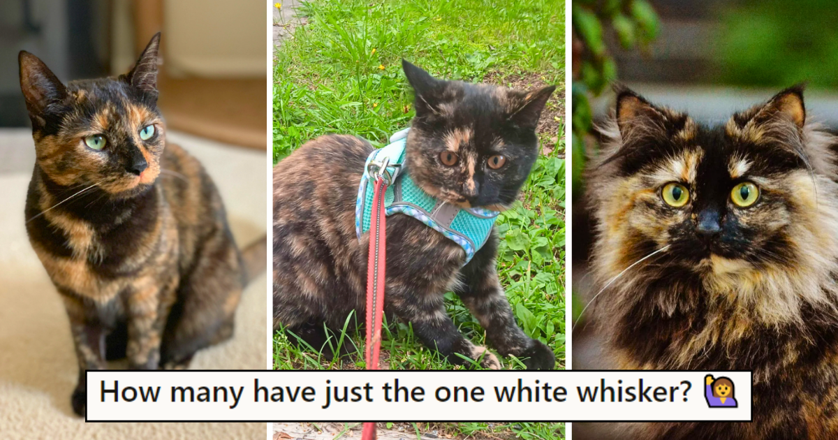 26 Terrific Tortoiseshell Cats Sporting a Single White Whisker While ...