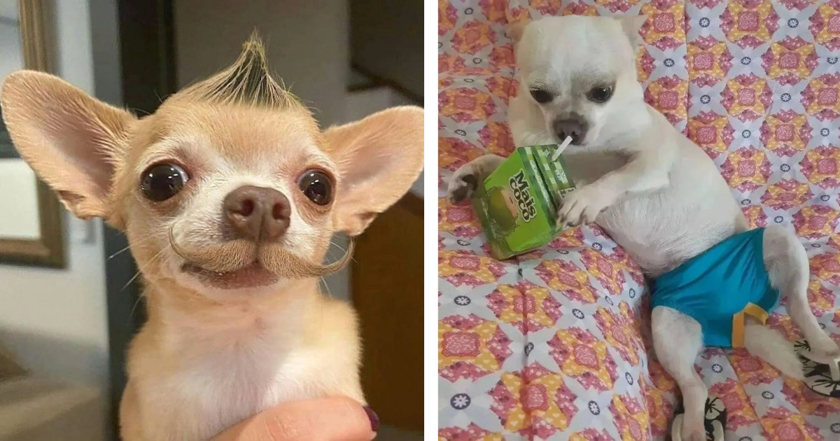 24 Cheeky Chihuahua Pictures to Perk You Up with the Power of ...