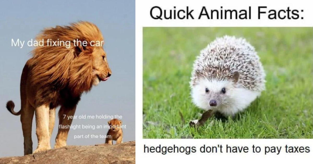 World Wild Web: 23 Animals With Wild Allure Amusing You in Mischievous ...