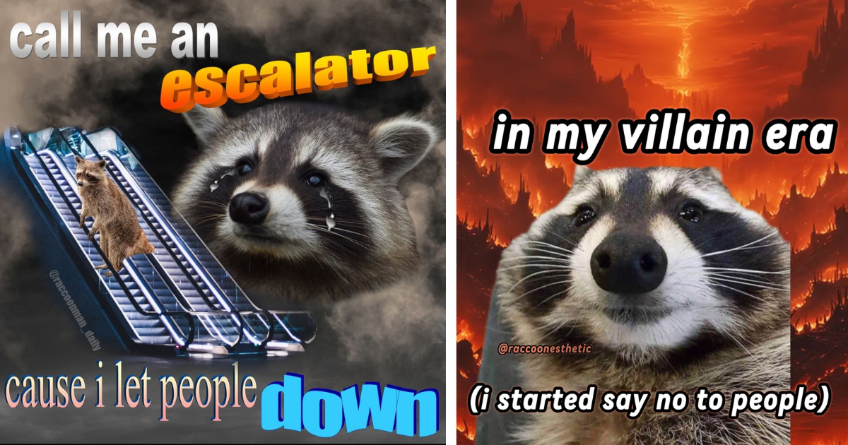 25 Rambunctious Raccoon Memes That Are Actually Really Relatable to ...