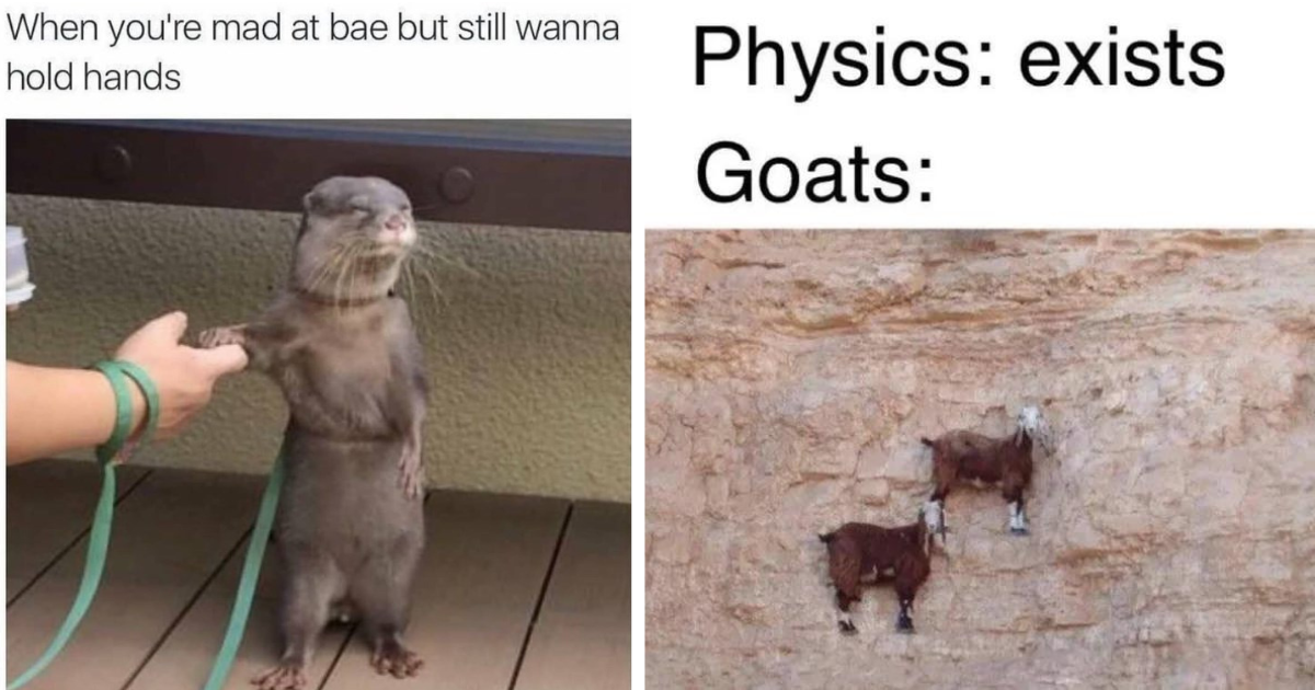 28 Wacky Wednesday Memes That Make Human Humor Look Hilariously Average ...