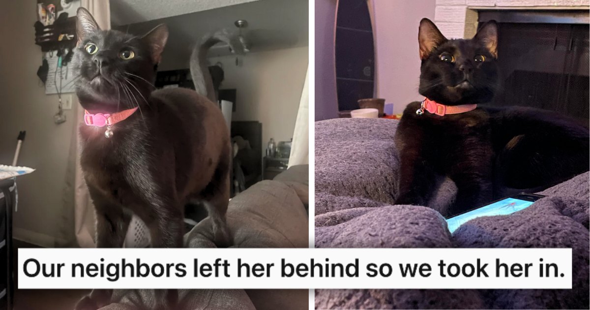 'She just cried around our apartment for days looking for help ...
