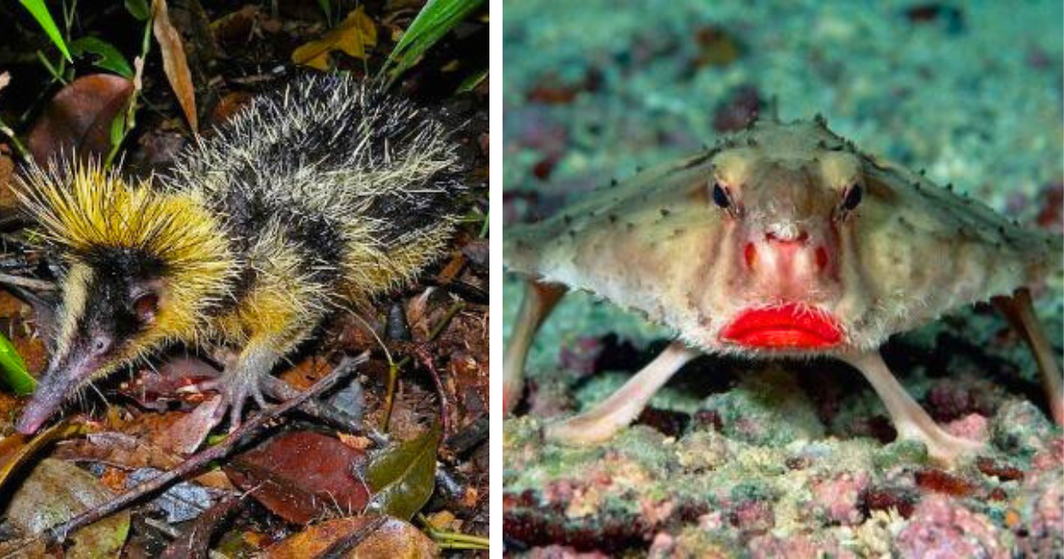 26 Unique and Rare Animals That Look Fake But Are 100% Real - Animal ...