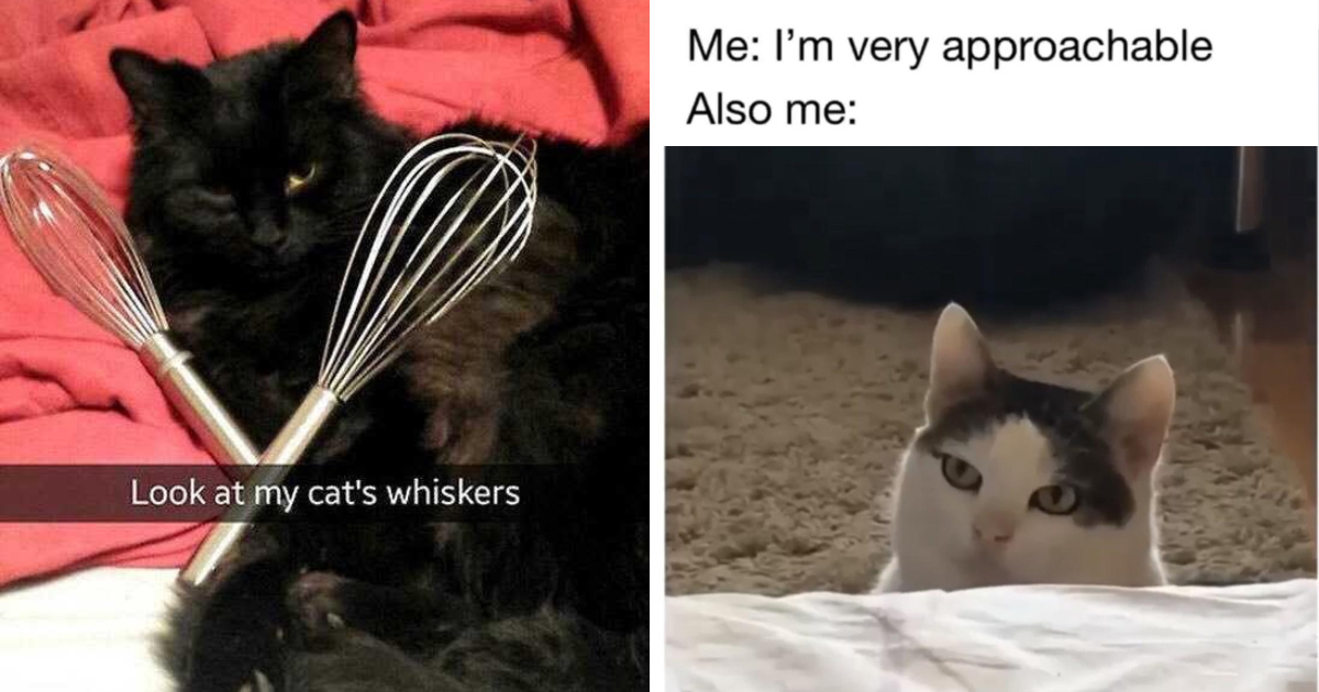 28 Hissterical Cat Memes to Knock Off the Table for a Bit of Midweek ...