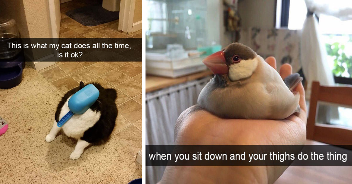 28 Silly Animal Memes and Snaps to Help Start Your Day off with a ...