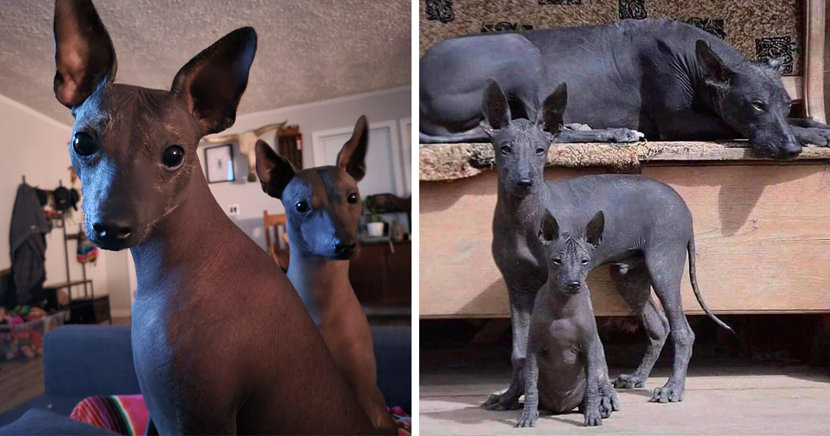 One of the Rarest Dog Breeds in the World: Meet the Statue-Like, Goofy ...