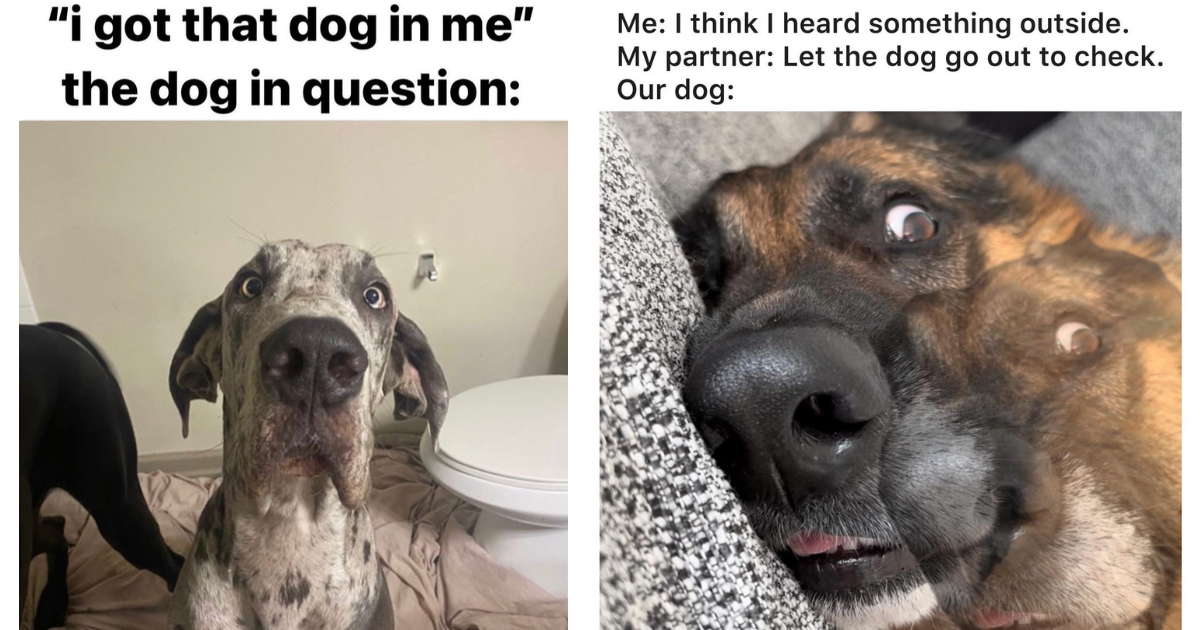 22 Woofing Wholesome Memes to Resiliently Release Your Impressive Inner ...