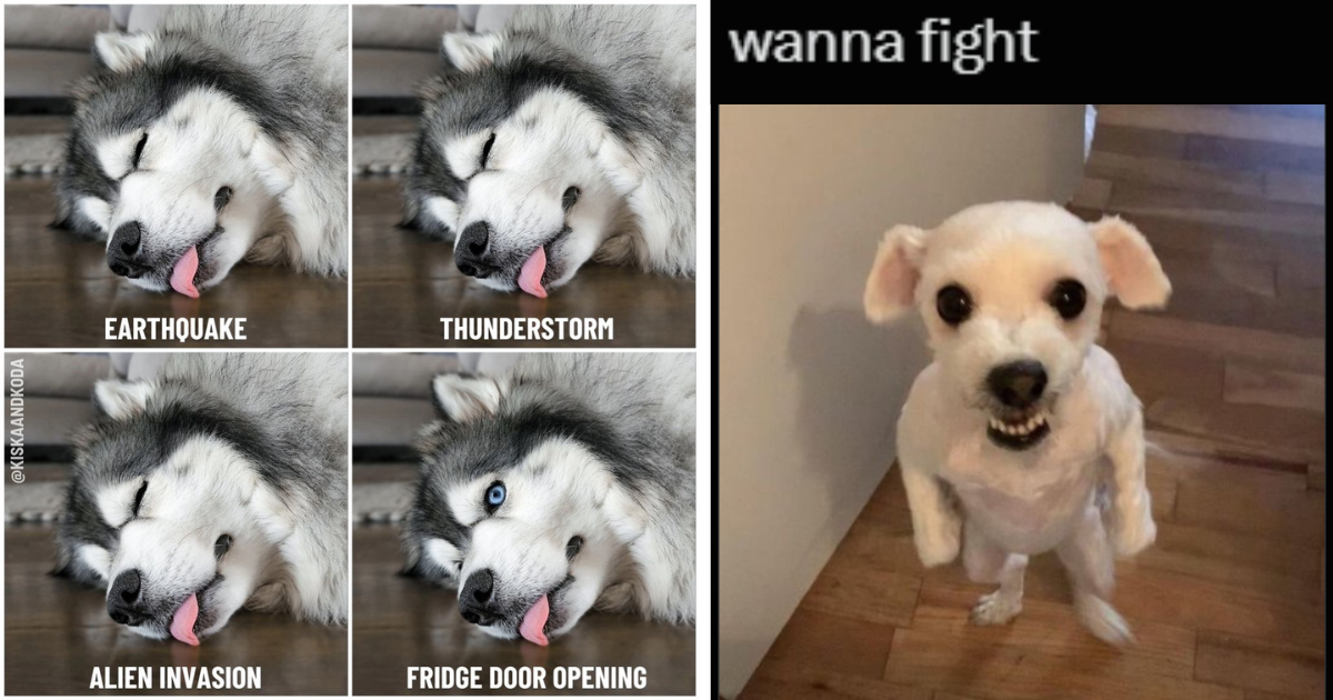 22 Silly Dog Memes Spicing Your Day With Doggo Sass to Spread Smiles ...