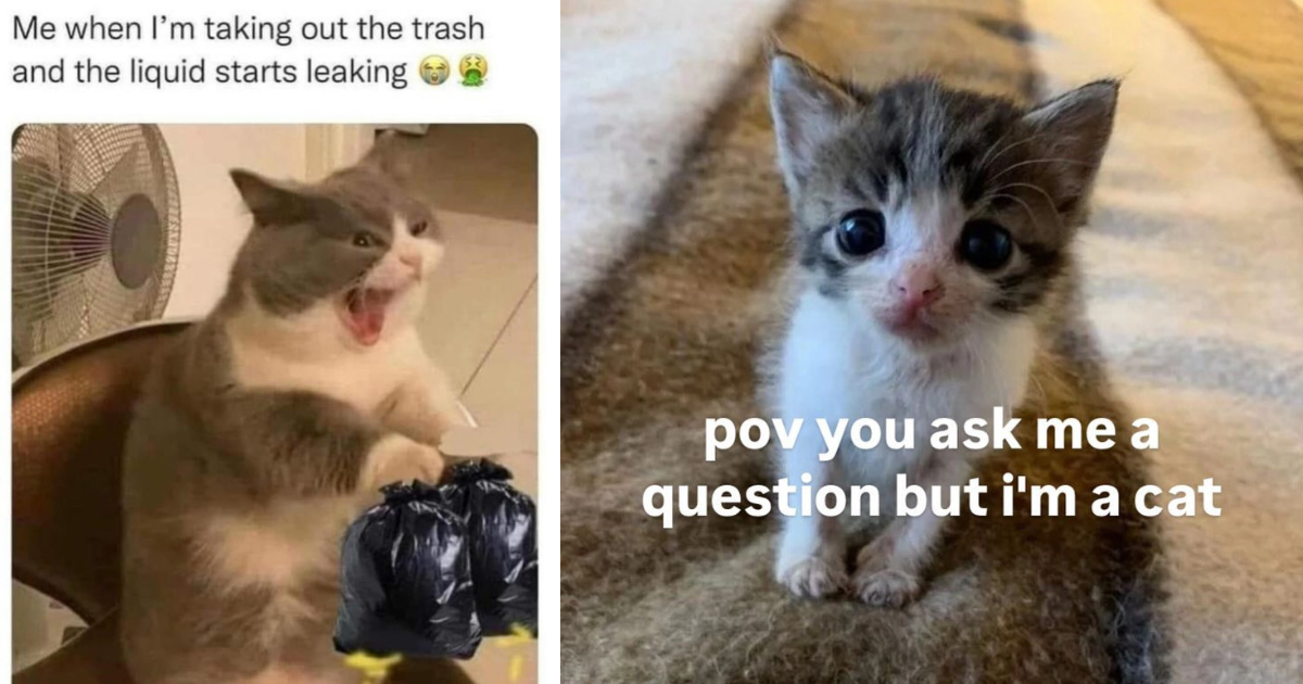 24 Coo-Coo Cat Memes Capturing the Crazy Cat Chutzpah With Absolute ...