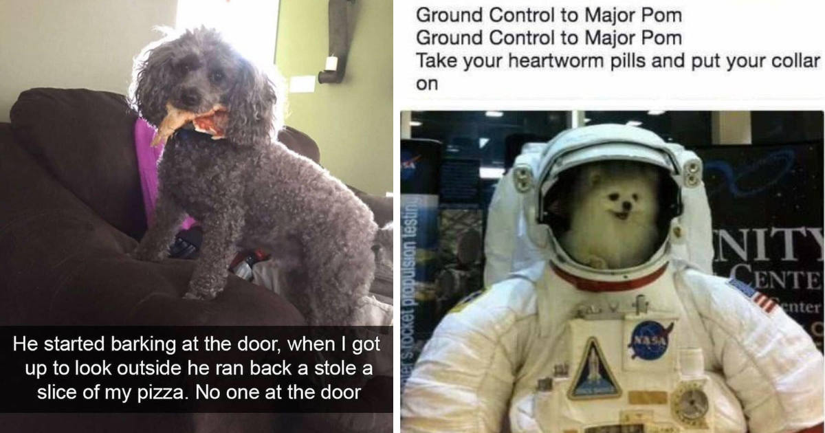 27 Doggo Memes and Pupper Posts With Puppy-Packed Punchlines to Survive ...