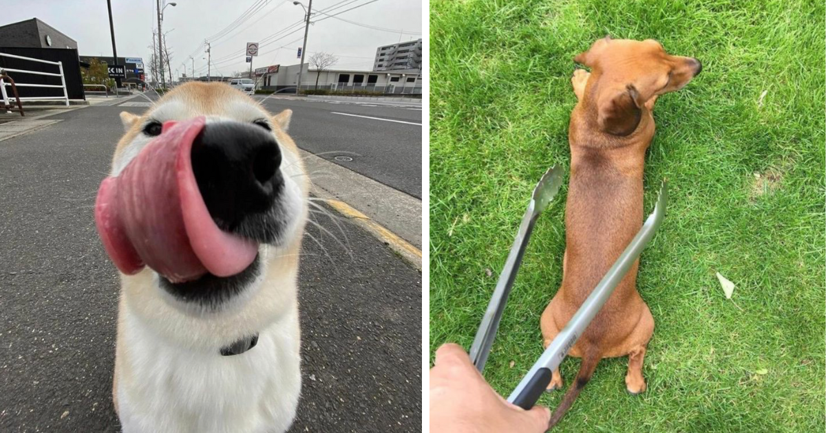 29 Doggo Pictures That Bring Us Unconditional Joy With No Needed ...