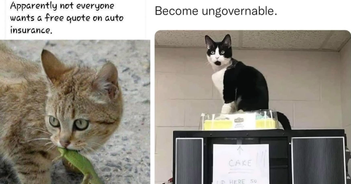 22 Hilarious Memes of Unmanageable Cats Who Wouldn't Last One Day in ...