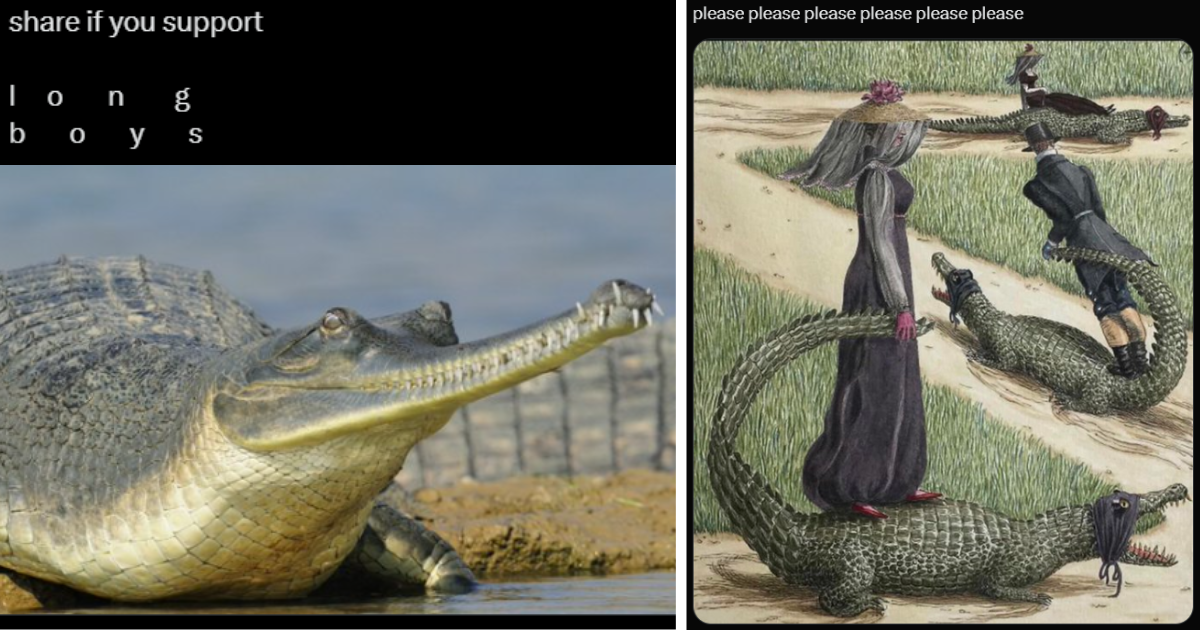 23 Alligator Allure Memes Affirming Your Rambunctious Reptile ...