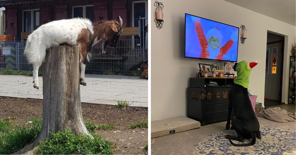 28 Adorable Animal Pictures To Mentally Prepare You For All the ...