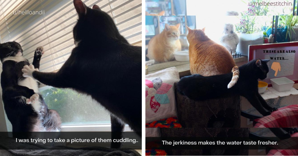 Pspspspsps the Weekend Closer With Memes of Feisty Felines Being the ...