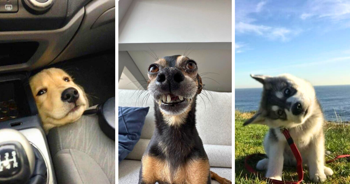 24 Precious Pictures of Delightful Dogs Being Greatly Goofy For Funny ...