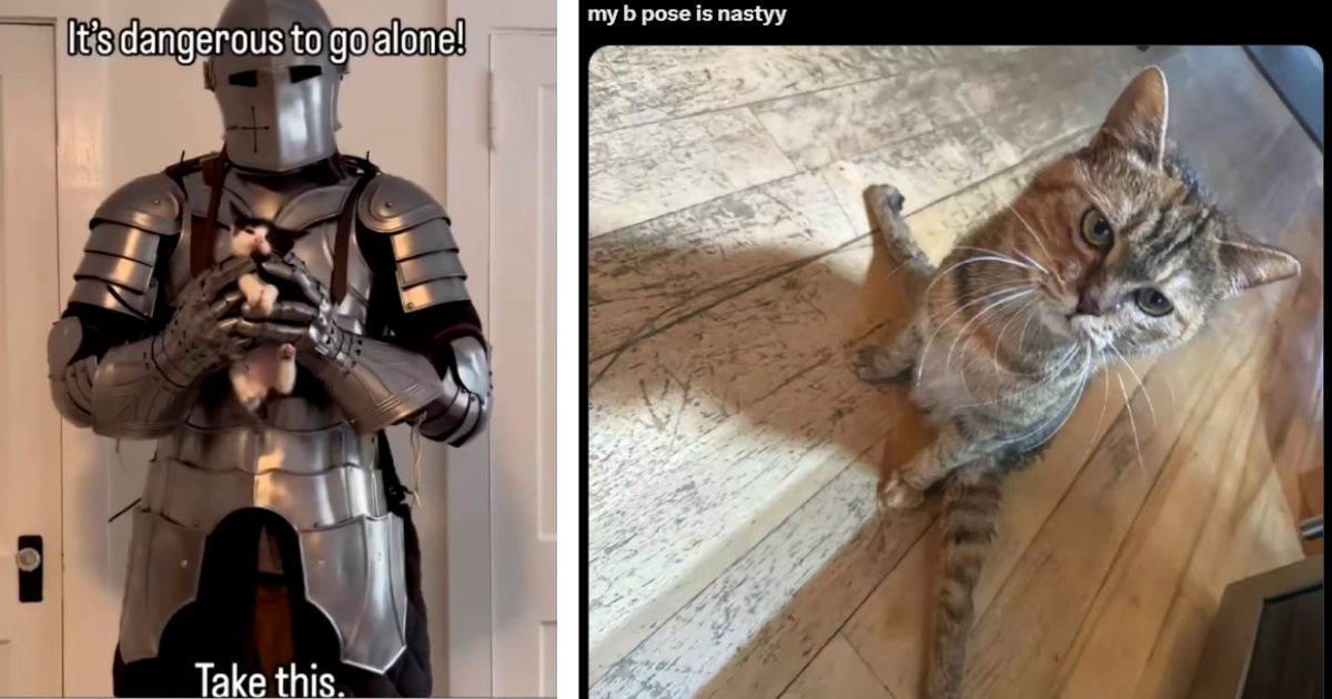23 Caturday Catness Memes of Meowgnificent Cute Cats Who Are Coo-Coo ...