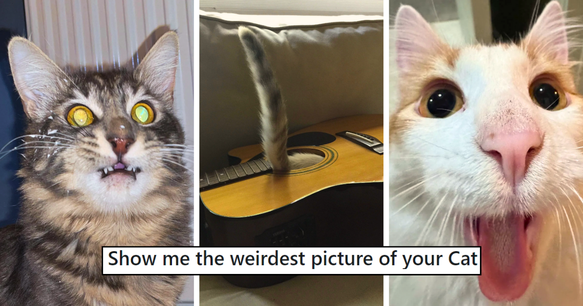 28 Wonderfully Weird Cats Caught in Crazy Pictures Taken By Their ...