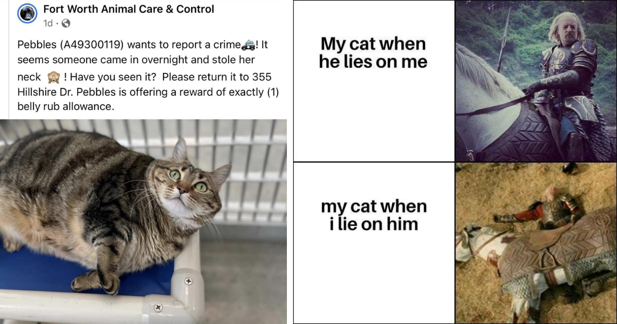 Caturday Memes + Zero Obligations = Purrfection in Bed with 32 Feline ...
