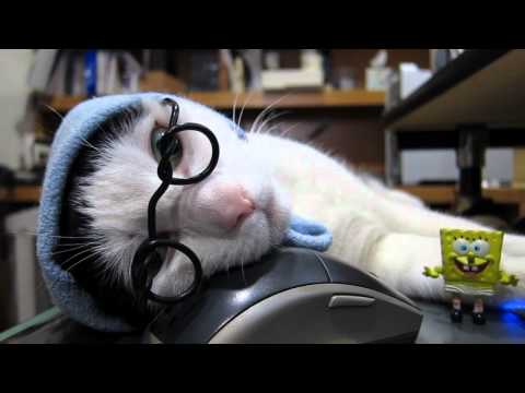 Animal Videos - stare - Funny Animal Videos - Cheezburger