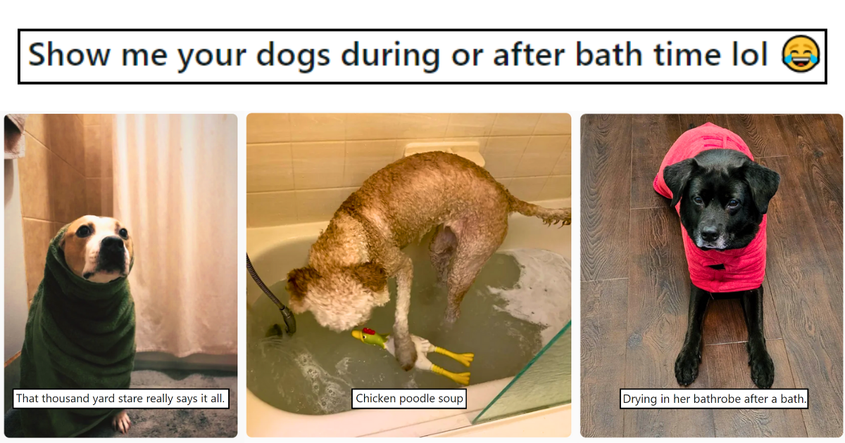 30+ Dazed Dogs During Baffling Bath Time Not Sure If the Water is ...