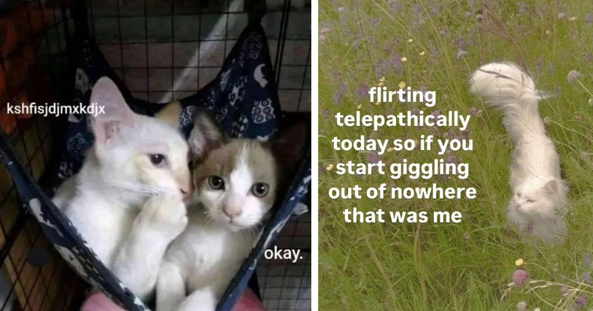 25 Strange Silly Cat Memes Causing Meownday Mellows to Skedaddle for a ...