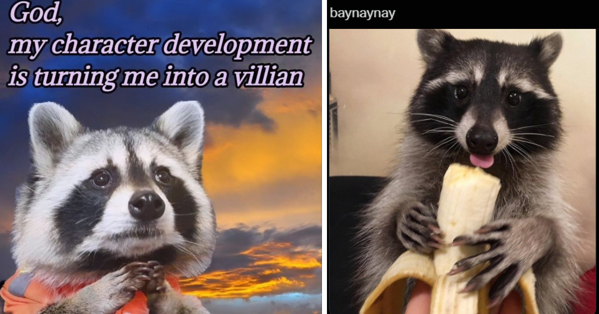 24 Ruckus Raccoon Memes Running Around in Chaos Causing Mayhem and ...