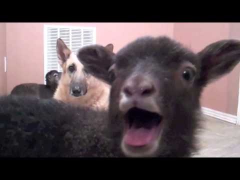 Usher x Lamb Mashup of the Day - The Daily What - Daily Dose of WHAT?