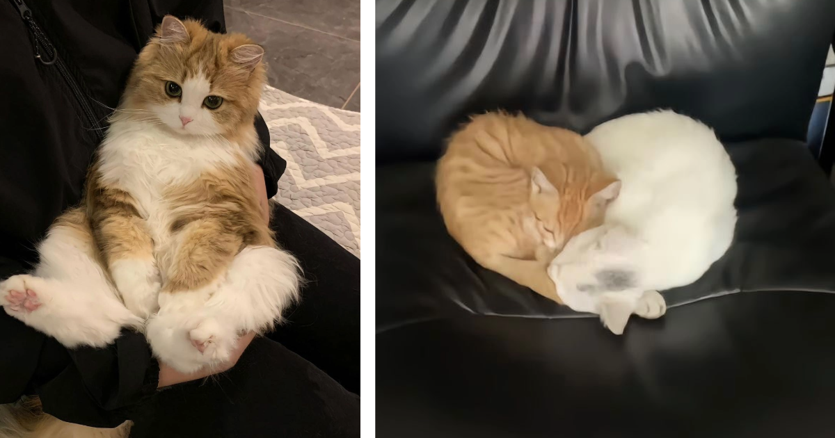 25 Pawsitive Cat Pictures for Hoomans Afflicted with O.C.D. - Obsessed ...