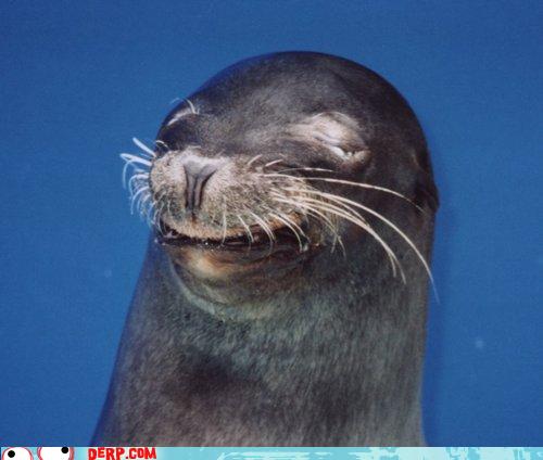 Derp - seal - Derp Face Derps - hurr durr derp face - derp - Cheezburger