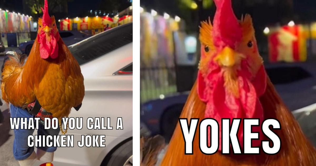 24 Playful Poultry Memes for Hyperactive Hoomans Who Vibe with Cheeky ...