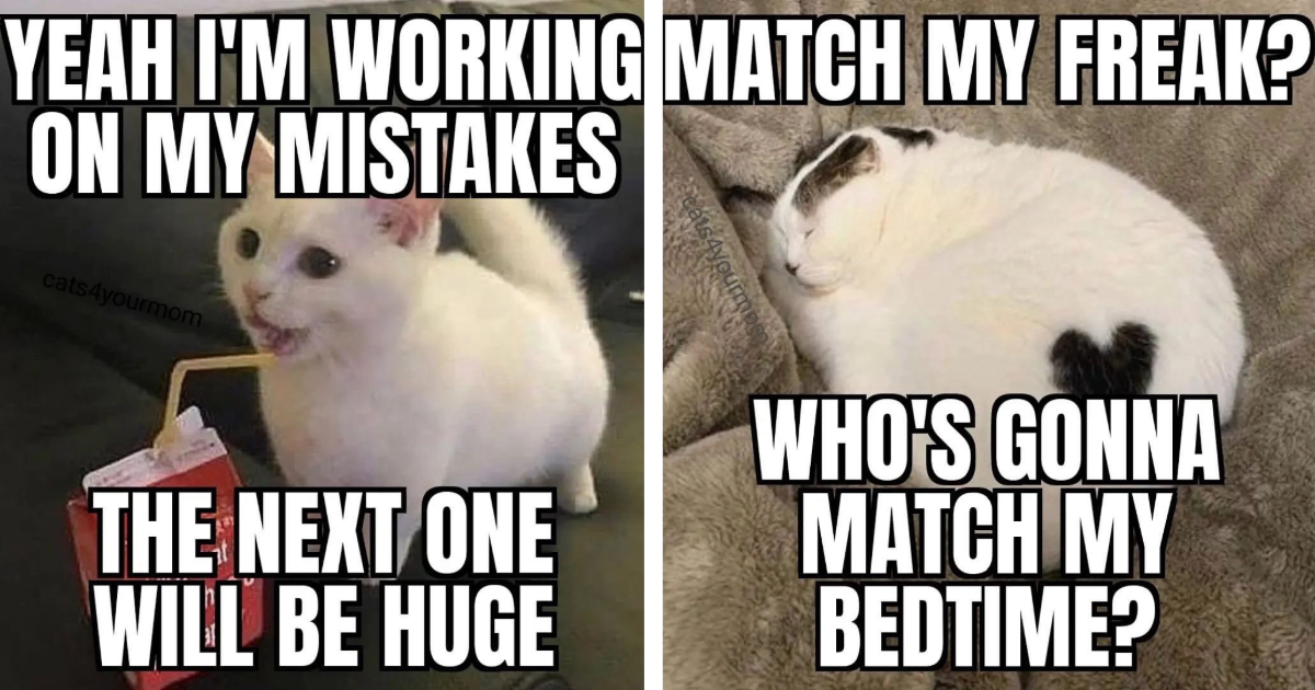 Pre-Work Week Whimsy: 23 Hilarious Cat Memes to Get You Primed and ...
