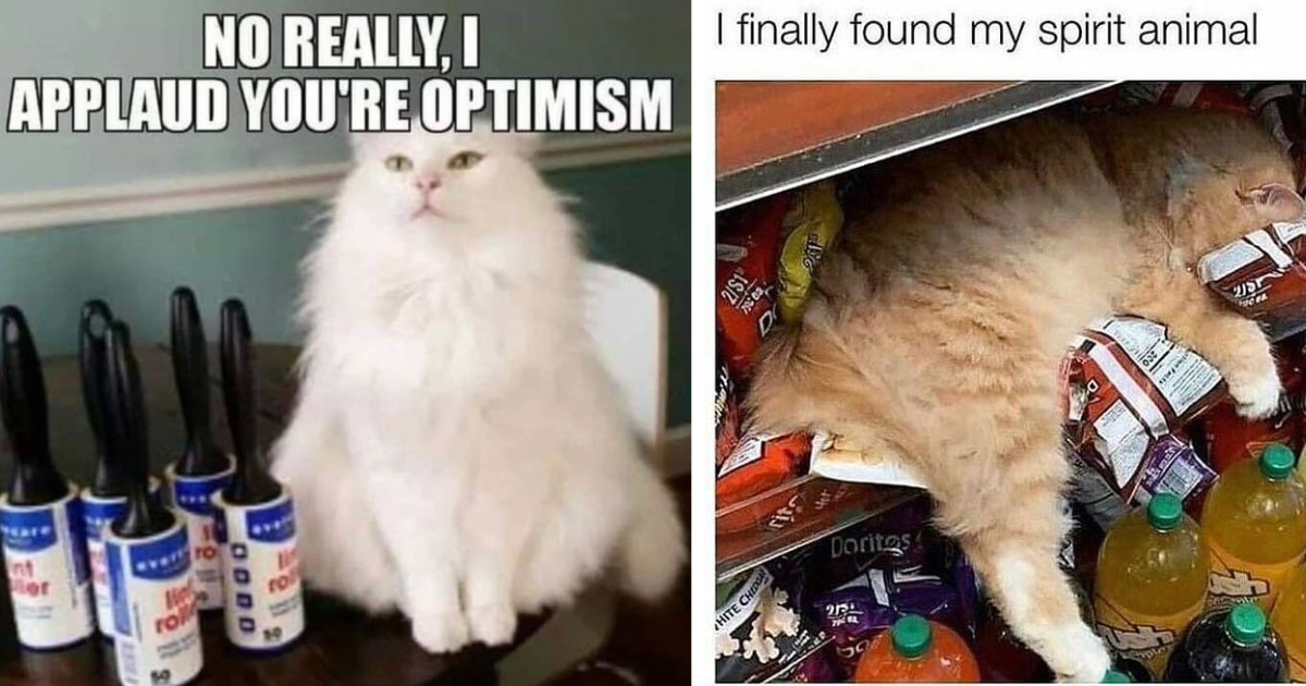 23 Super Duper Silly Cat Memes for When You Need Total Distraction from ...