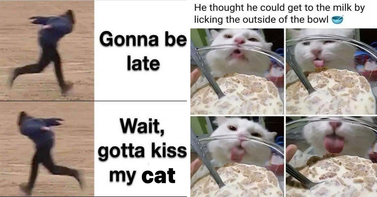 20 Purrfectly Hissterical Cat Memes to Cozy Up Your Chilly Autumn ...