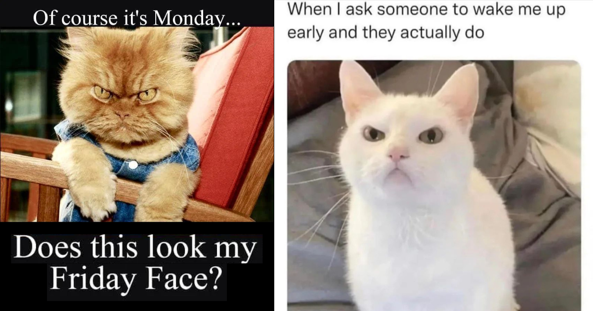 22 Sublimely Silly Cat Memes Spreading Whimsical Weekend Vibes for ...