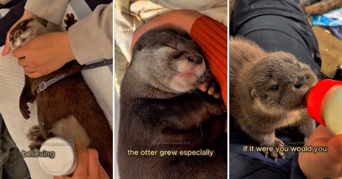 Pregnant Otter Finds Kindhearted Man During a Rainstorm and Gets Attached to Him, He Adopts Her ...