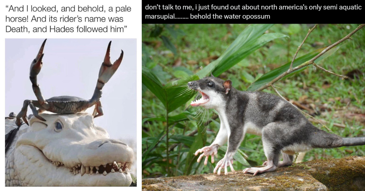21 Wild Animal Memes Creating Chaos and Confusing the Civilized ...
