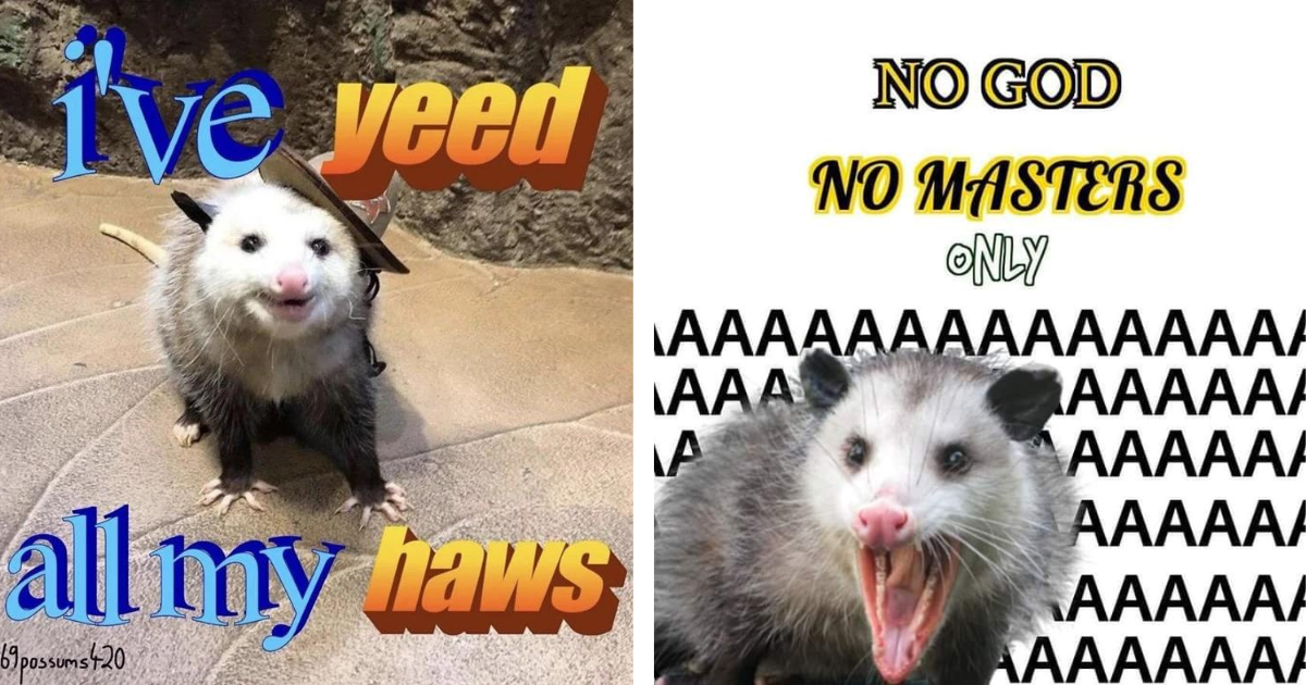 24 Problematic Possum Memes Pretending They're Fine But They Are a Meme ...