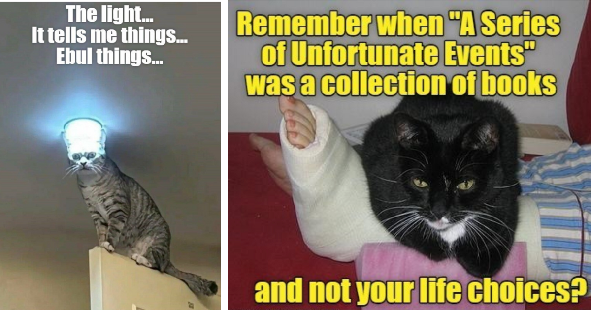 Das Kater Alan Meme