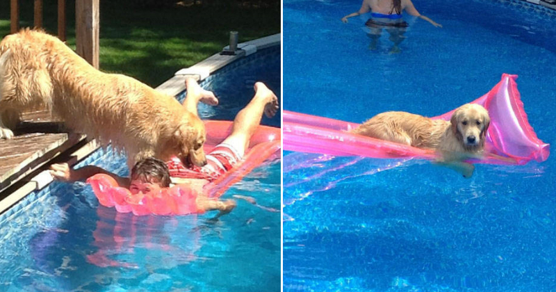 20 More FAILs and WINs From Animals Who Are Jerks - FAIL Blog - Funny Fails