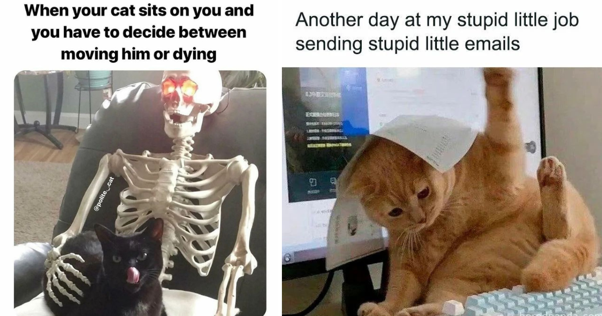 25 Snappy Sunday Cat Memes Curating Comedy For the Fuzzy Feline ...