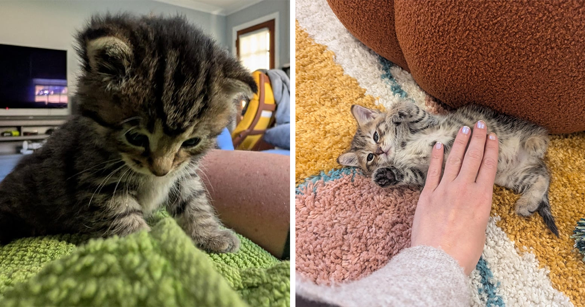 20 Of The Cutest Itty Bitty Kitties That Can Easily Fit In The Palm Of ...