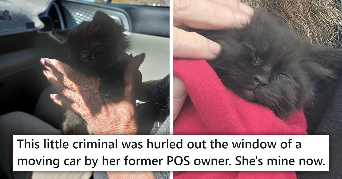 This Week’s Heartwarming Helping of Newly Adopted Cats for Fresh Feline ...