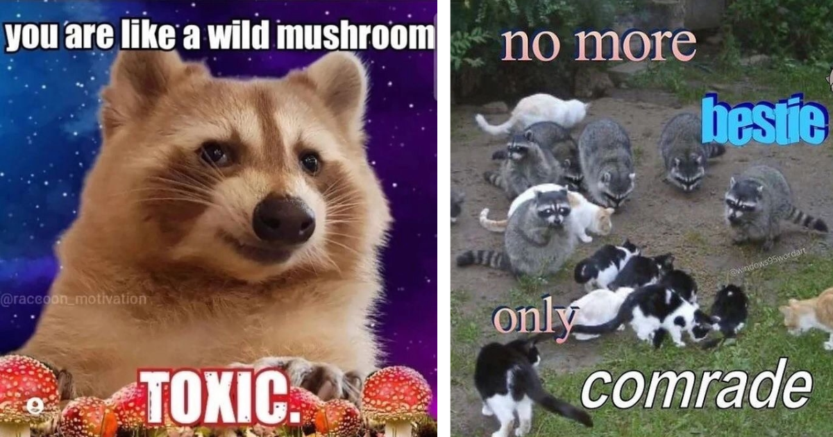 Fat Raccoon Memes
