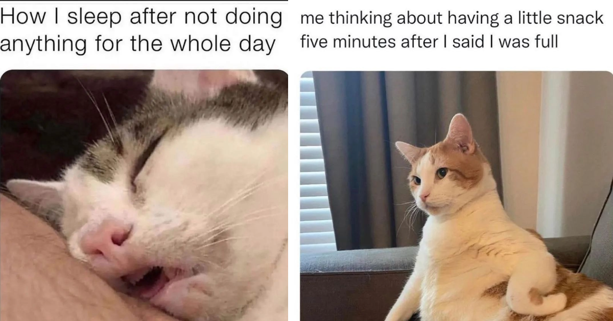 26 Giggle-Worthy Cat Memes That Are Best Paired with a Day of Rotting ...