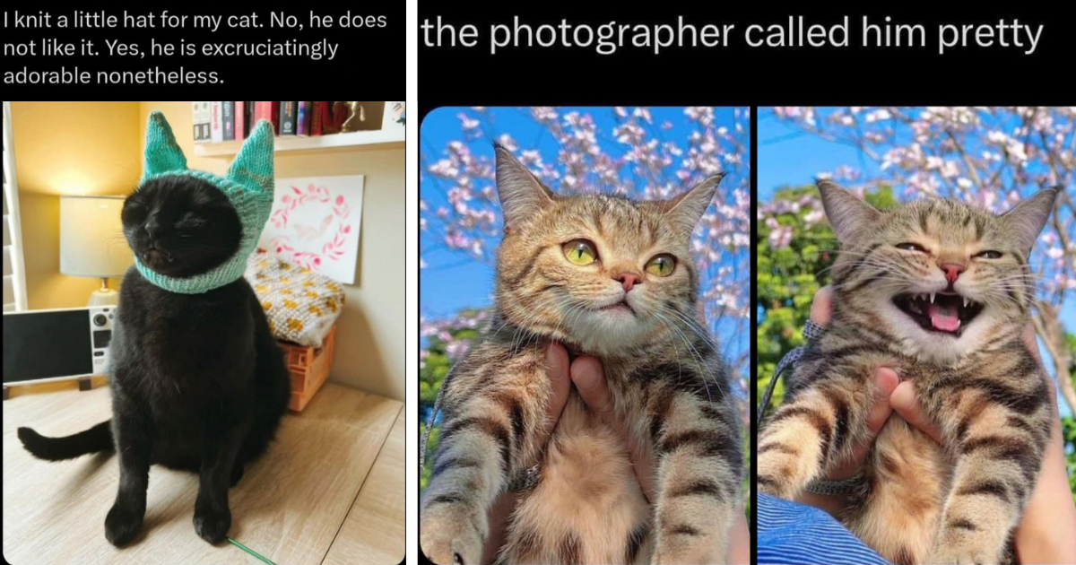 27 Fabulously Floofy Feline Funnies Proving That Cats Truly Are the ...