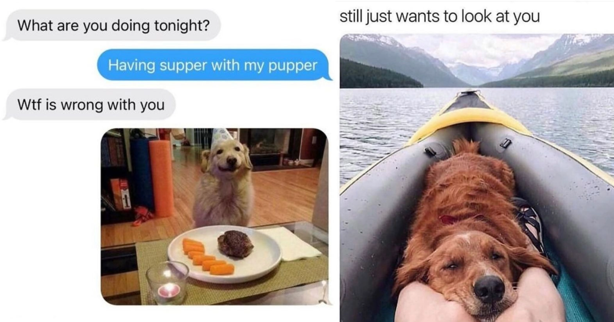25 Wholesome Canine Funnies That Sum Up the Splendor of Spending a ...